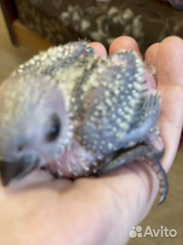 Птенчик Аратинга Яндаи