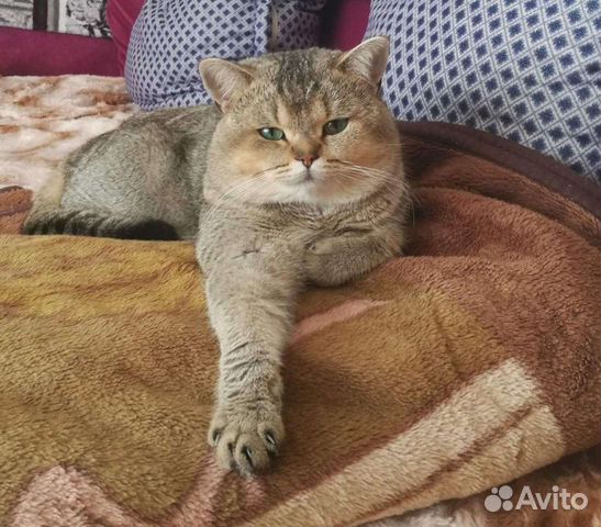 Британский кот золотая шиншилла