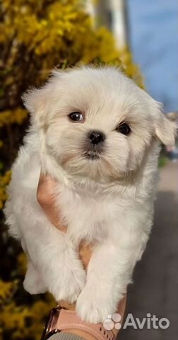 Мальтезе 100 Корея мальчик Мальтипу