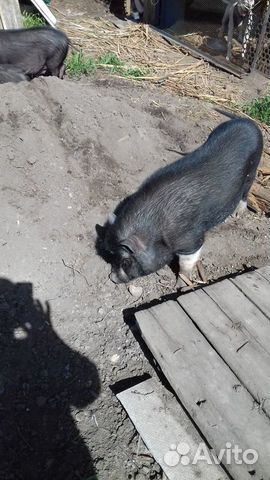 Вьетнамский вислобрюхий хряк