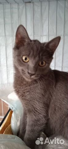 Котенок мальчик 4 мес в дар