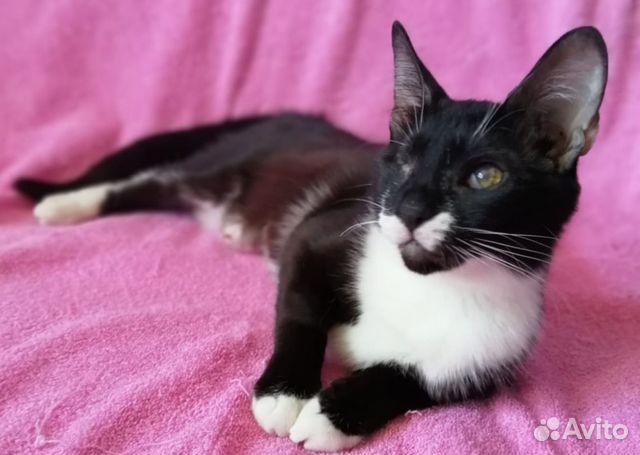 Кошечка в добрые руки