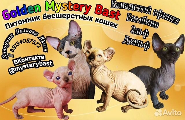 Бамбино, Эльф, Двэльф, Канадский сфинкс