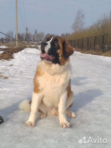 Московская сторожевая с документами РКФ