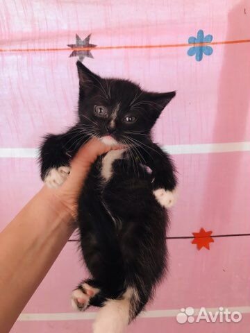 Котенок мальчик