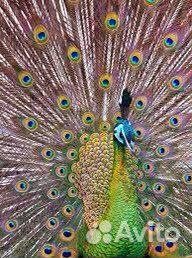 Продам павлинов взрослых семью, и годовалых