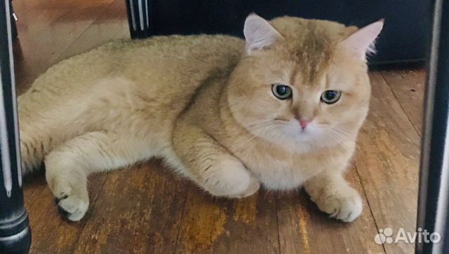 Шотландский золотой кот на вязку