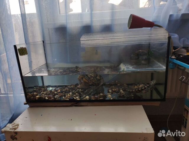 Черепаха с аквариумом и кормом на 5 месяцев