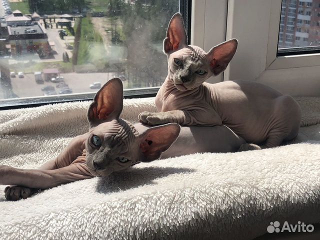 Канадский сфинкс котенок девочка 4 котёнка