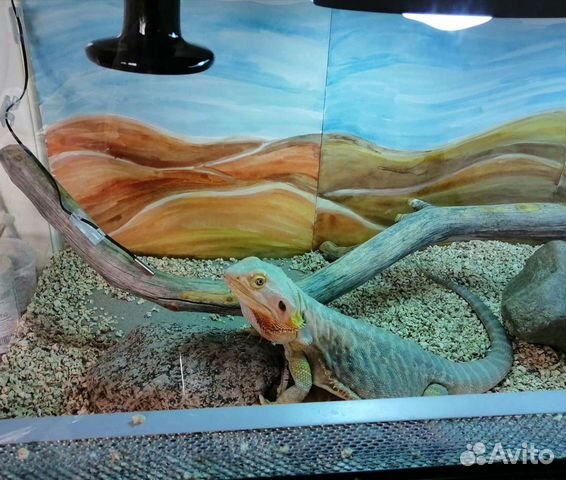 Бородатая агама с террариумом