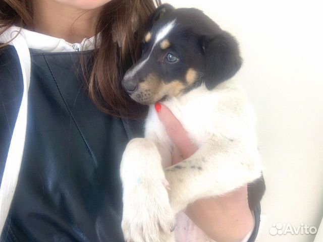 Щенок в добрые руки, в деревню. Кастрирован, голуб