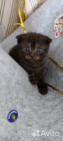 Продам котенка