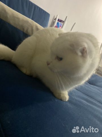 Кошка вислоухая