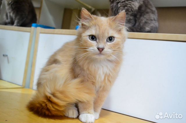 Котенок Петька в добрые руки