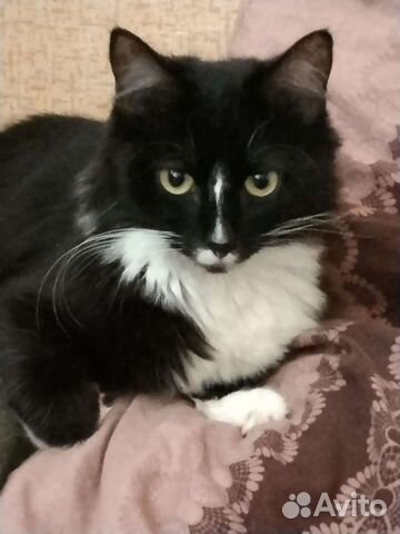 Кошка 9 месяцев,метис Сибирки