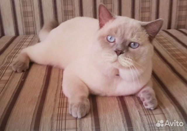 Британский кот