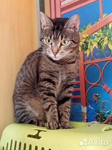 Кошка Ангара