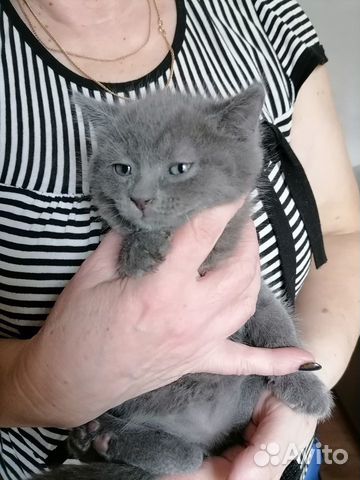 Серый котенок ищет своего хозяина