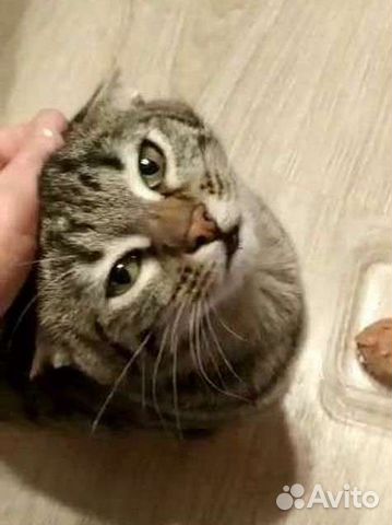 Котенок в добрые руки. В дар