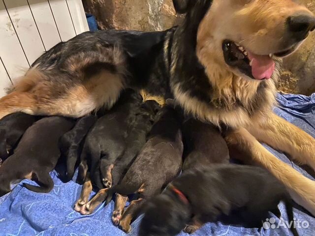Щенки бурят-монгольского волкодава
