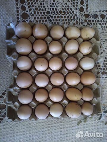 Бройлеры домашние