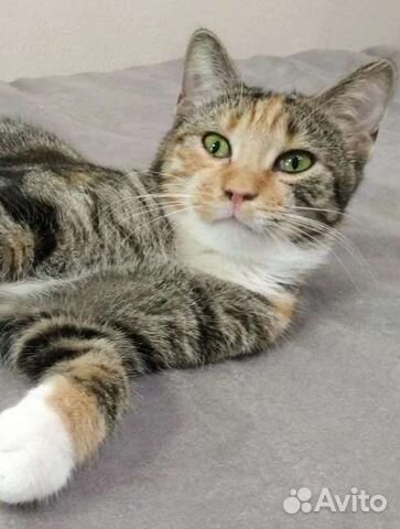 Европейская