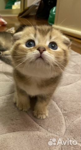 Шотландский котенок фолд