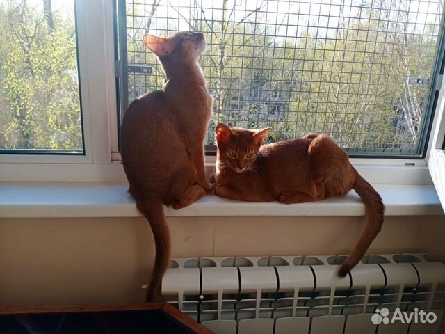 Абиссинская кошка