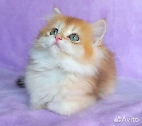 Британская