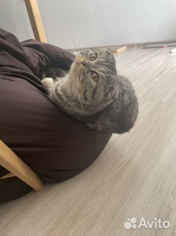 Отдам в хорошие руки кота 1 год