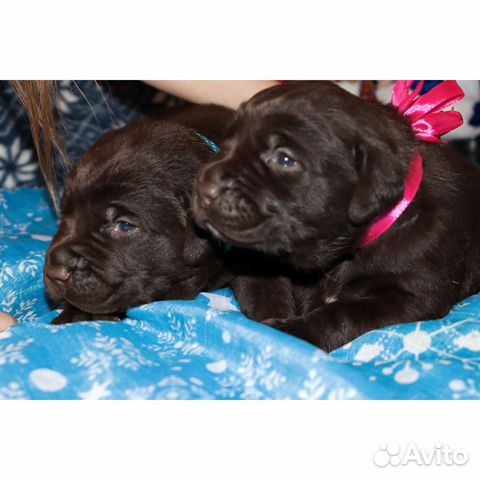 Лабрадора щенки