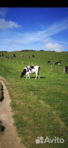 Дойные коровы