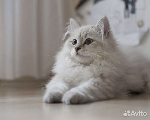 Сибирская кошка