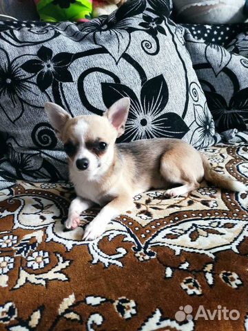 Чихуахуа (Вязка)