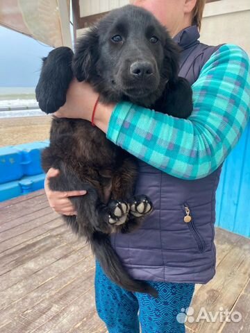 Спаниель щенки