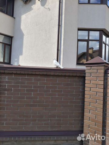 Найден окольцованный голубь