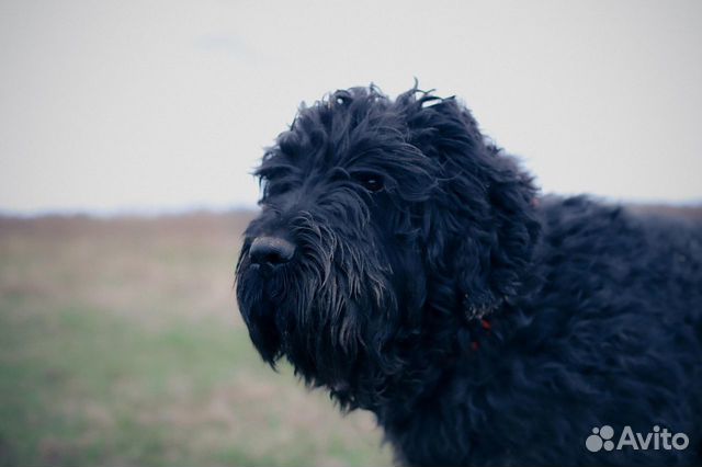 Молодой черный терьер в дар в надежные руки