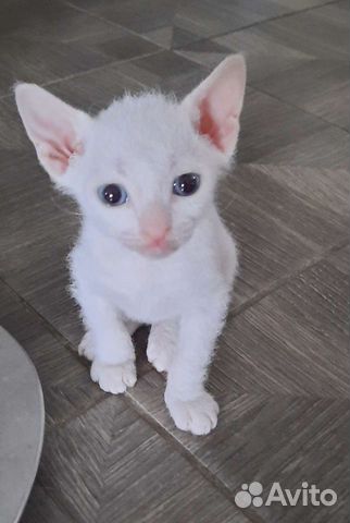 Котята сфинкс браш