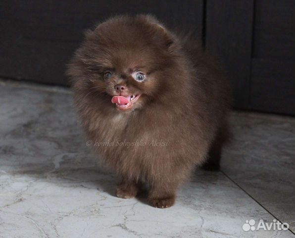 Валериан. Экзот шоколадный шпиц