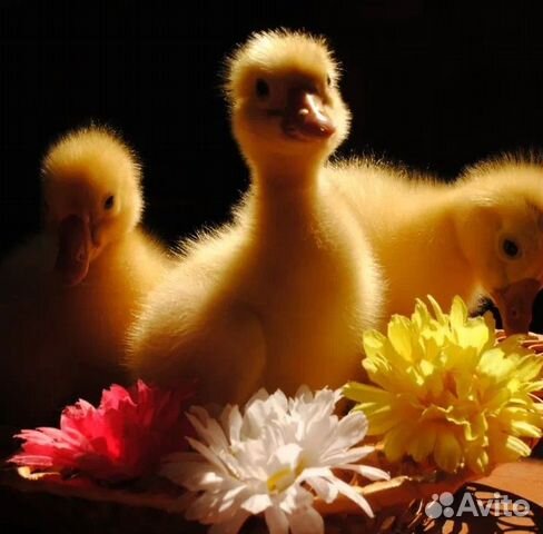 Гусята и утята