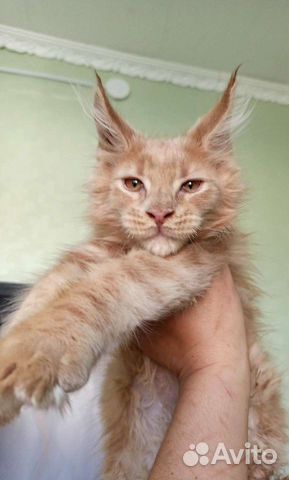 Котёнок гигант