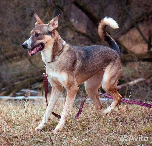 Спортсменка, комсомолка и просто красавица Лиса