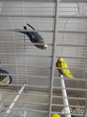 2 Волнистых попугая с большой клеткой