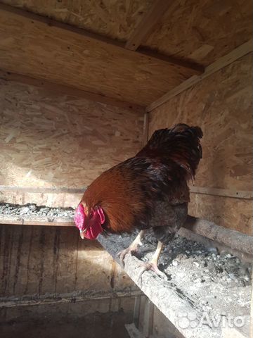 Петух Виандот