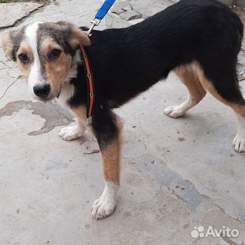 Щенок-подросток в добрые руки