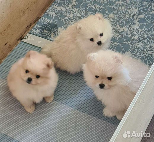 Померанский шпиц медвежьего типа