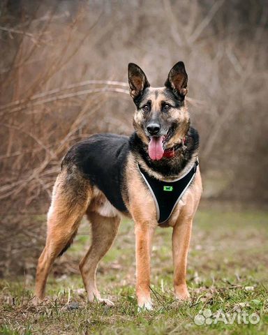 Овчарка метис Алтай в добрые руки