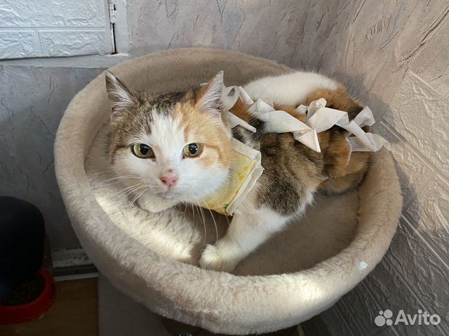Кошка