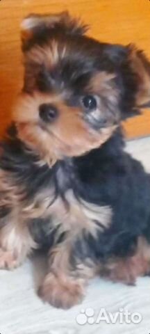 Йоркширский терьер мини