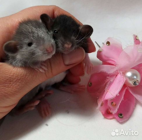 Крысята от ratlove13.85